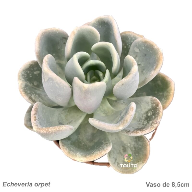 Echeveria orpet - Talita