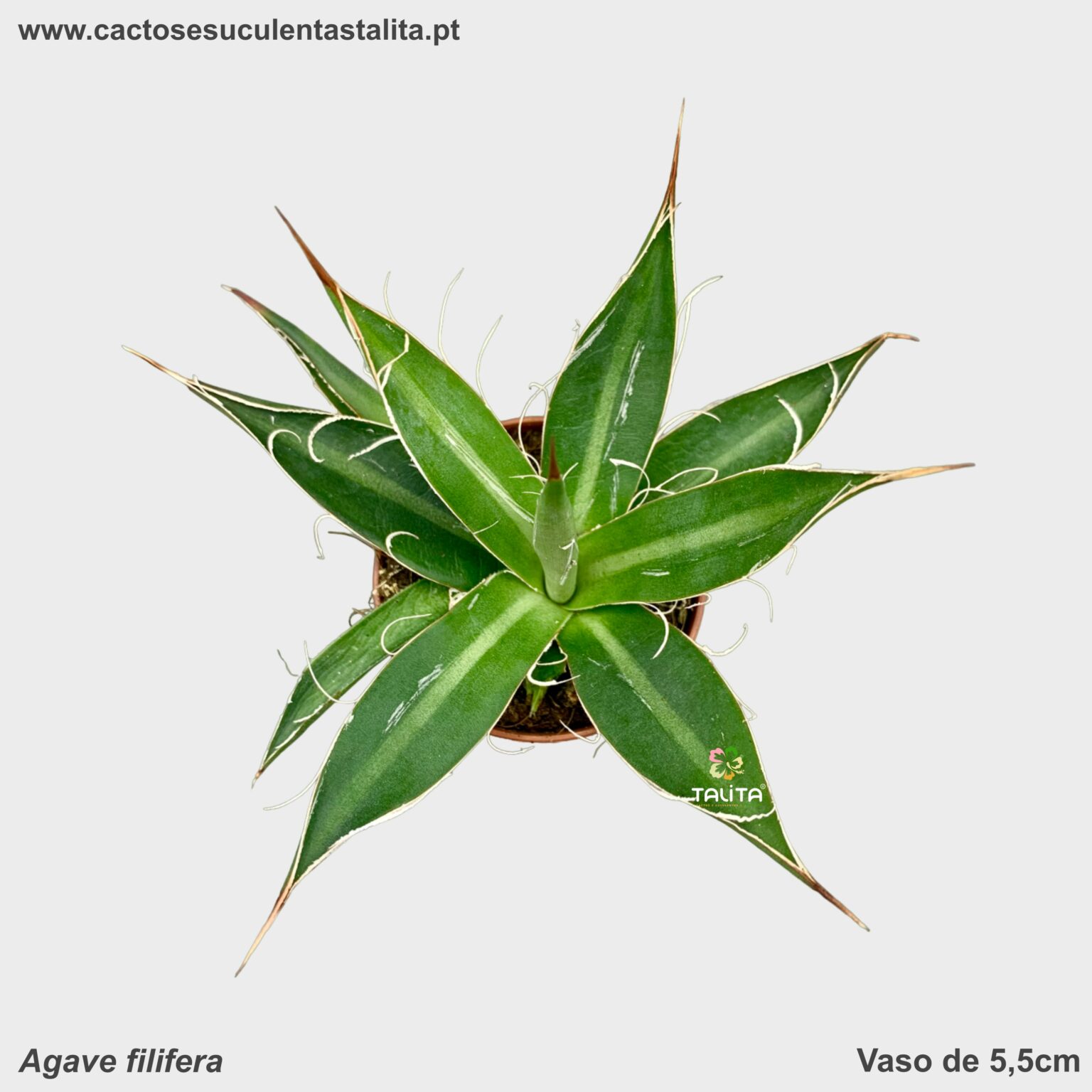 Agave filifera - Talita