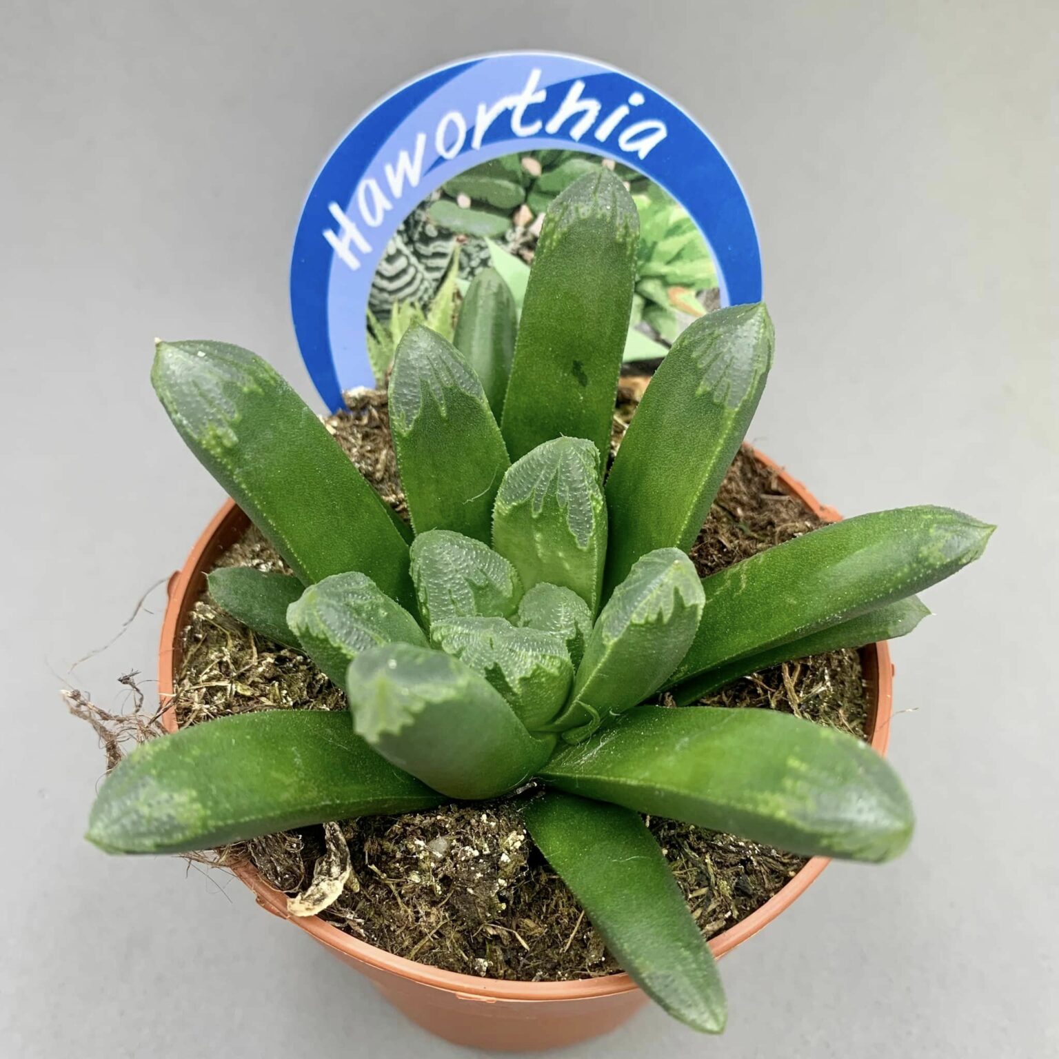 Haworthia truncata ‘Harry Johnson’ - Talita