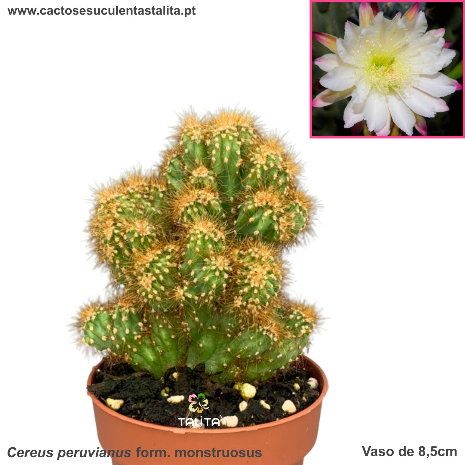 Cereus peruvianus form. monstruosus - Talita